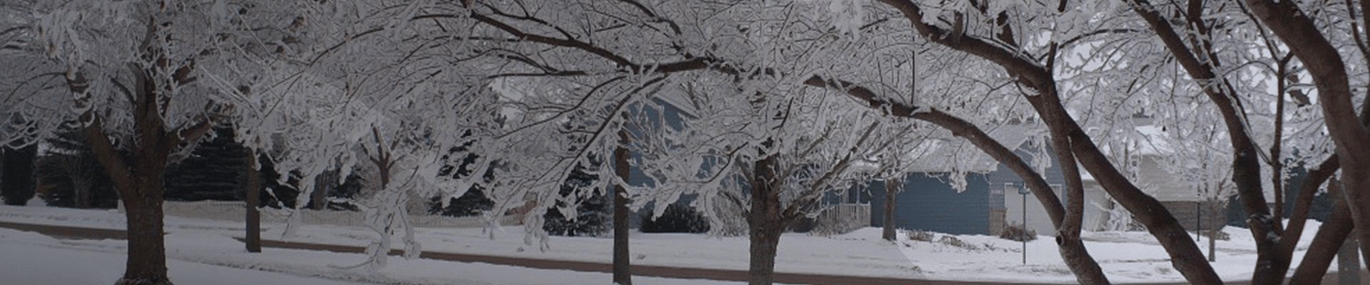 4 Tips to Make Sure Your Trees Stay Healthy This Winter