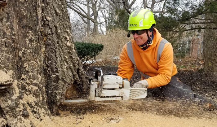 Tree removal service near me | 5 Midwest Locations | Ryan Lawn & Tree