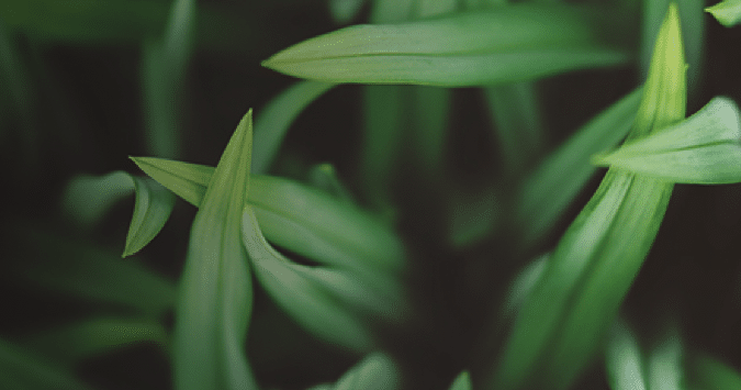 Ryan Lawn & Tree – Lawn Care, Pest Control, Tree & Plant Care, and ...