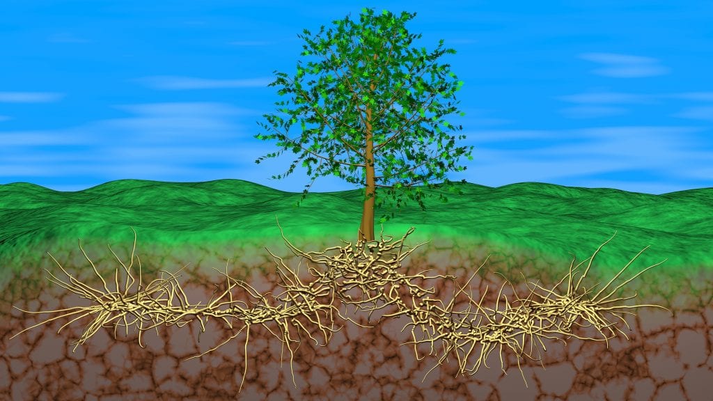 4 Early Spring Tree Care Tips To Help Your Plants Recover