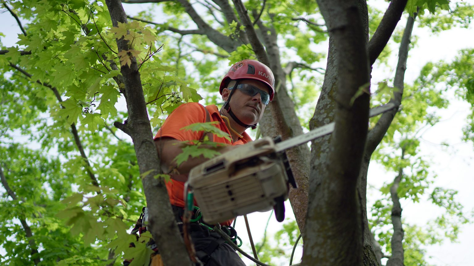 5 Ways Tree Pruning Service Can Maximize Fall Seeding | Ryan Lawn