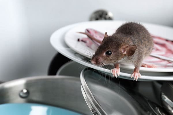 Midwest Lawn Pests: Identification & Treatment | Ryan Lawn & Tree