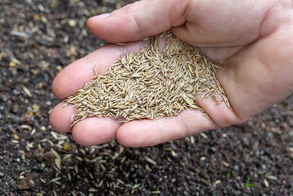Common Grass Seed Myths and Truths | Ryan Lawn & Tree
