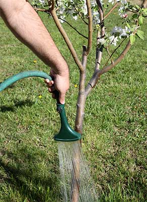 Fall Tree Planting Tips and Suggestions | Ryan Lawn & Tree