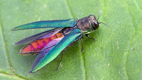 Emerald Ash Borer Treatment Kansas City, EAB Tree Service | RYAN