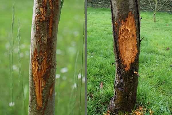 Winter Drought Stress in Trees and Why They Need Water | RYAN