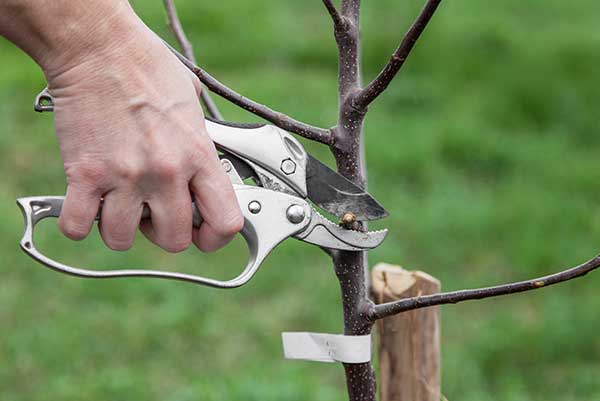 Tree Care Success Guide, Tips & Suggestions | Ryan Lawn & Tree