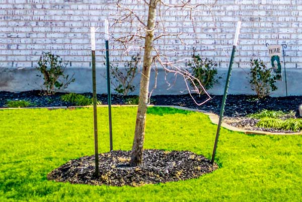 Tree Care Success Guide, Tips & Suggestions | Ryan Lawn & Tree