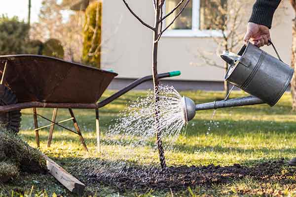 Winter Drought Stress in Trees and Why They Need Water | RYAN