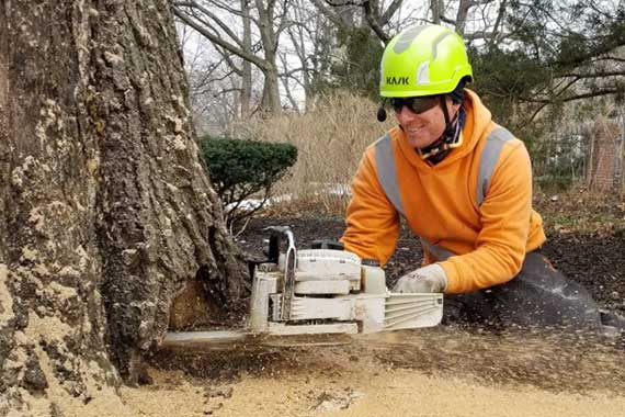 Tree Removal Tulsa, OK, Residential Tree Service | RYAN