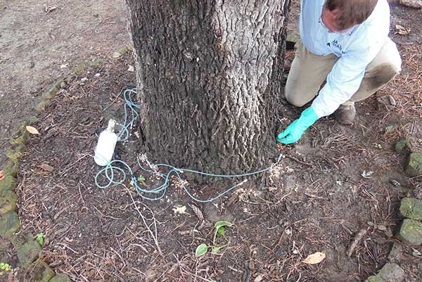 Springfield Lawn Care, Landscaping, Pest, Tree & Plant Care | RYAN